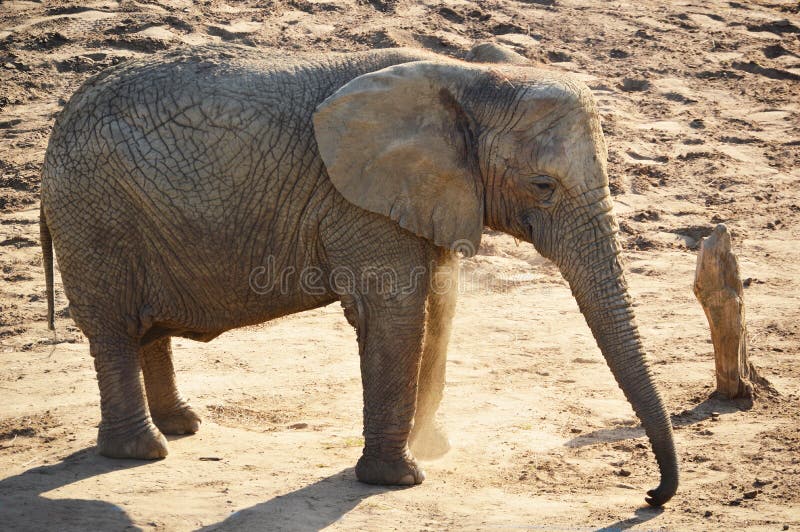 African Elephant in Natural Environment Stock Photo - Image of nature ...