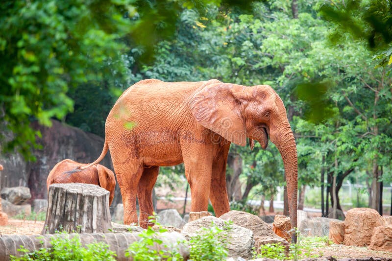 African elephant stock image. Image of safari, biopark - 56706653