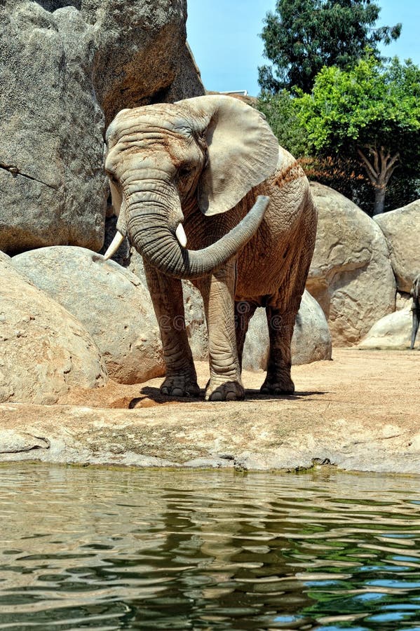 African Elephant in Natural Environment. Stock Photo - Image of ...
