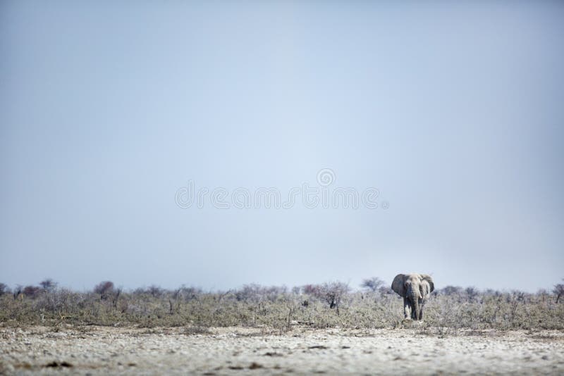 African Elephant stock photo. Image of herd, iconic, african - 98209368