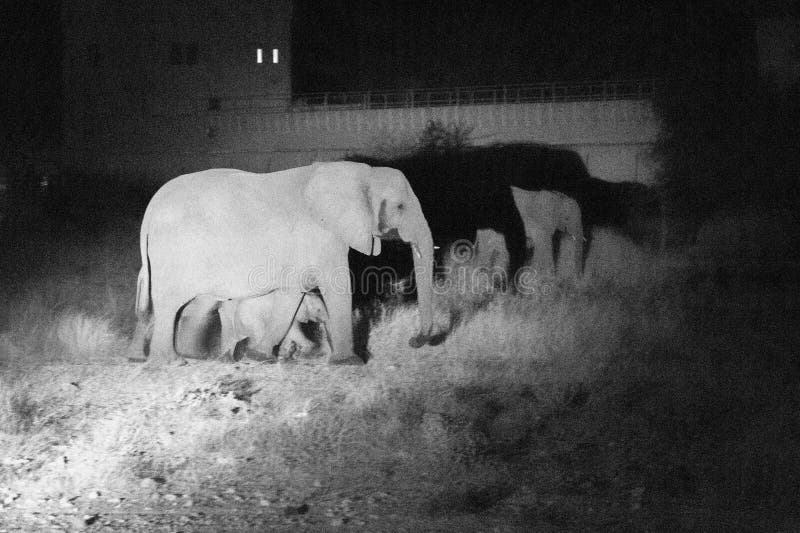 African elephant at night stock image. Image of game - 275817513