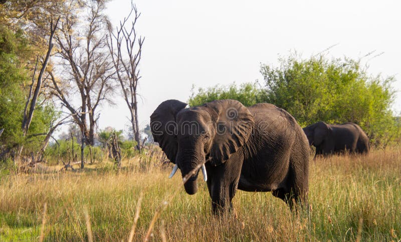 African Elephant Isolated in the Okavango Delta Stock Image - Image of ...