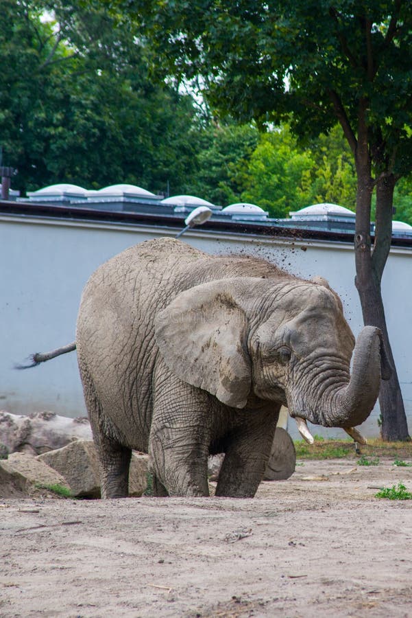 African elephant stock image. Image of elephant, goliath - 57040133