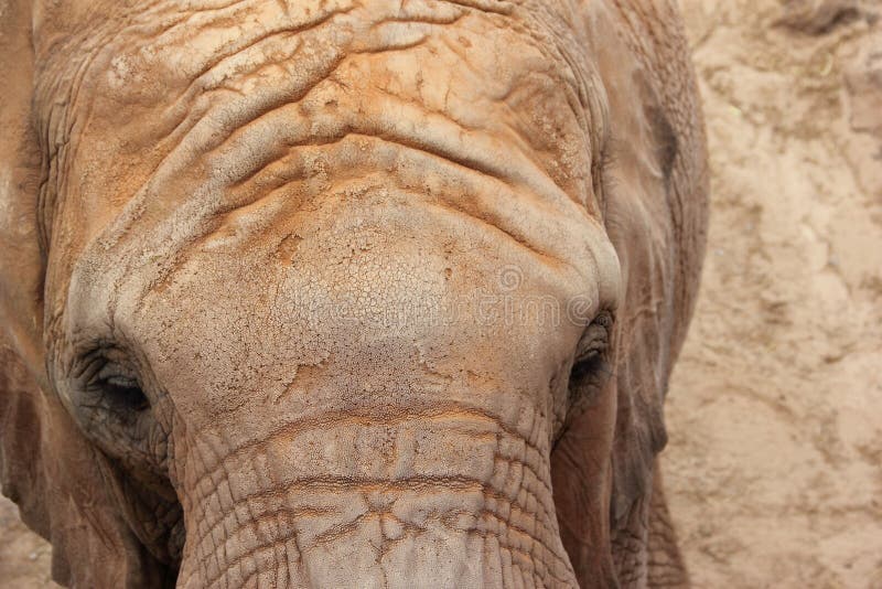 African Elephant (Pachyderm). Stock Image - Image of elephant, arid ...