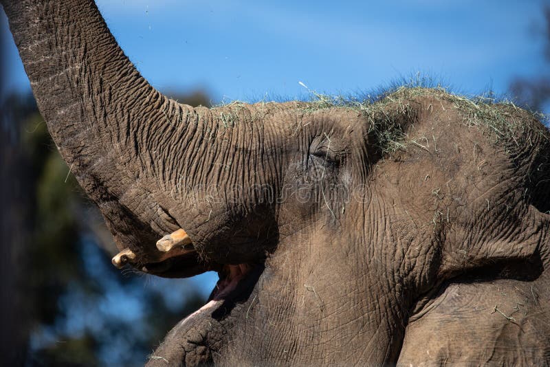 African Elephant Portrait stock image. Image of animal - 169942939