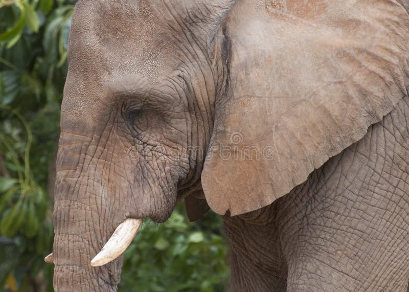 Elephant profile stock photo. Image of asfari, grey, ears - 7169274