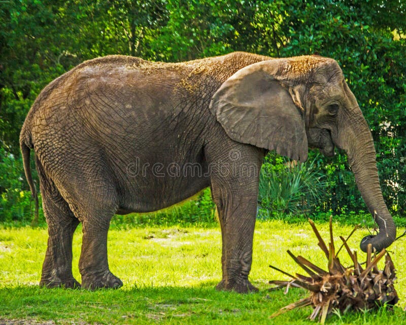 Elephant in profile stock photo. Image of profile, national - 60326164