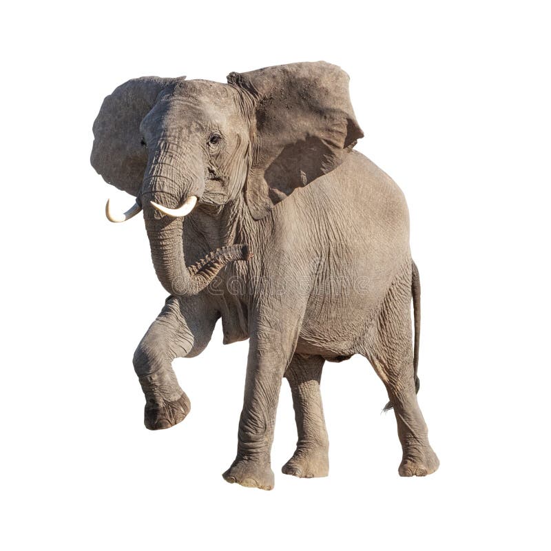 African Elephant Raising Leg Isolated Stock Image - Image of africa ...