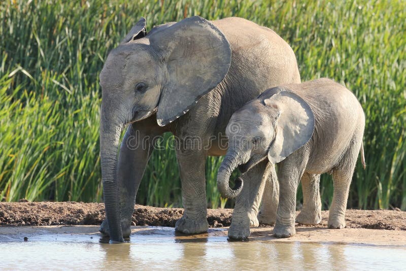 The two brothers elephants stock photo. Image of legs - 92554140