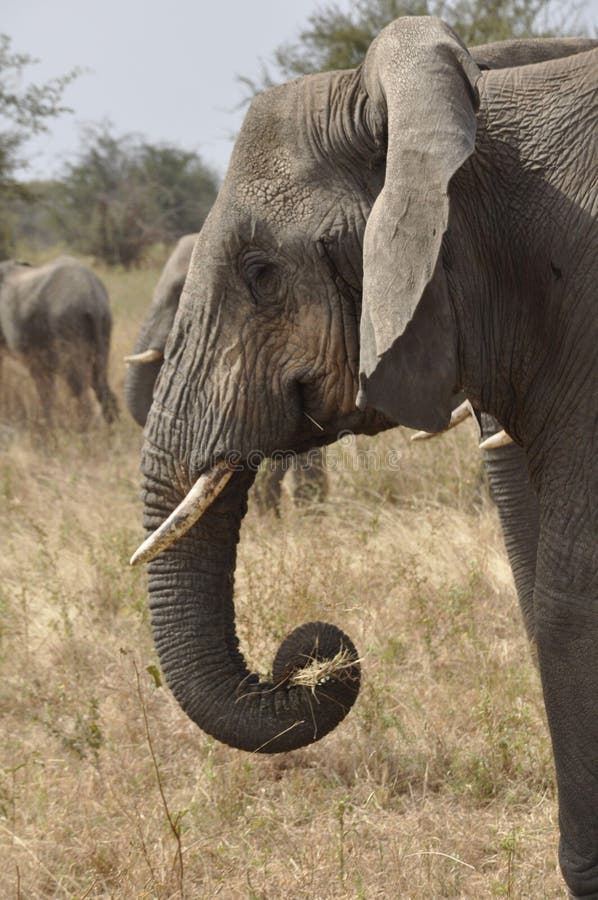 Elephant Face Side View African Elephant Portrait Side Profile Head