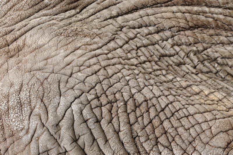 Elephant s wrinkled skin stock photo. Image of savannah - 14735256