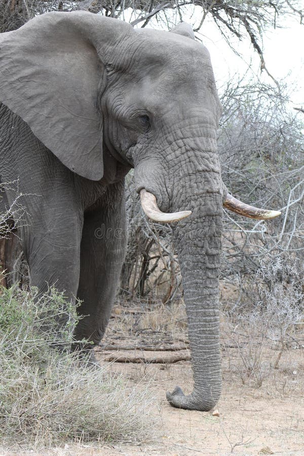 African Elephant Sleeping stock photo. Image of kruger - 89935006