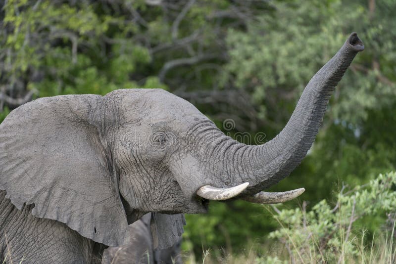 African Elephant Sniffing the Air Stock Photo - Image of bush, delta ...
