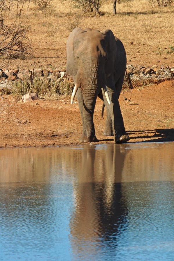 African Elephant In South Africa Picture. Image: 7729529