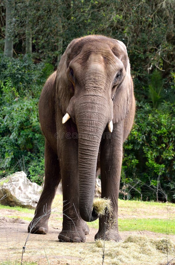 African Elephant Stance stock photo. Image of animal - 28865804