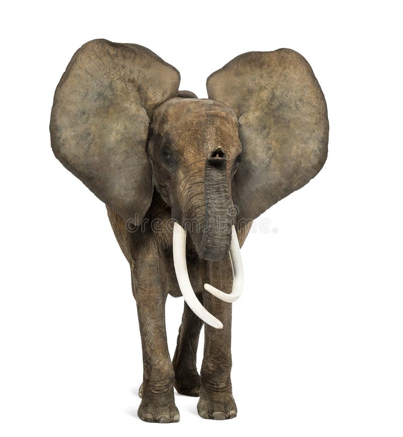 African Elephant Standing, Ears Up, Isolated Stock Photo - Image of ...