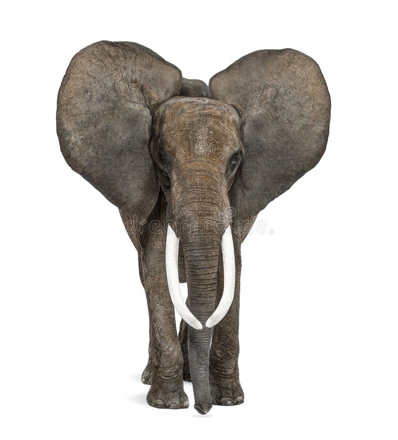 African Elephant Standing in Front, Ears Up, Isolated on White, Image ...