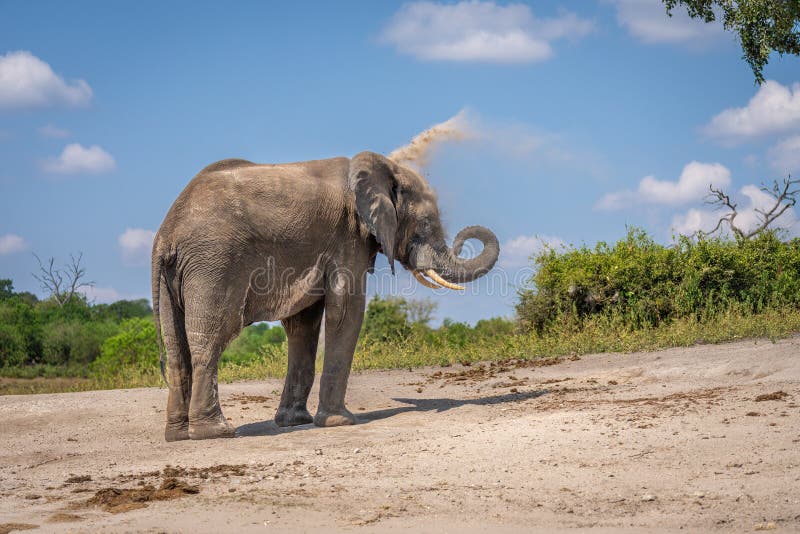 African Elephant Stands Curling Trunk Squirting Sand Stock Photo ...