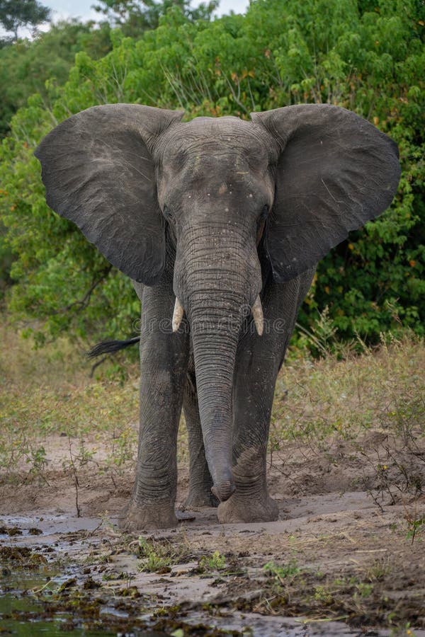 African Elephant Stands Facing Camera on Beach Stock Image - Image of ...