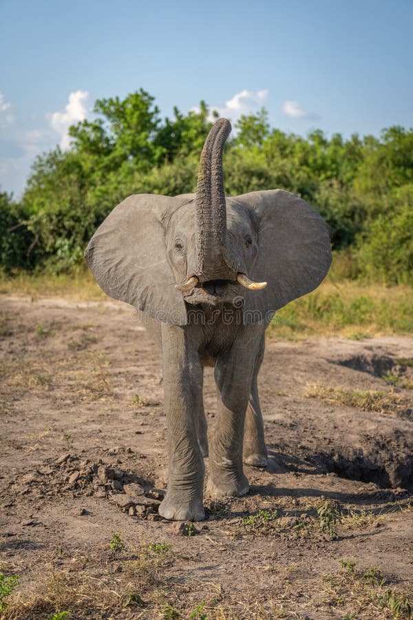 African Elephant Stands Facing Camera Lifting Trunk Stock Image - Image ...