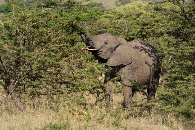 African Elephant Stands Lifting Trunk in Bushes Stock Photo - Image of ...