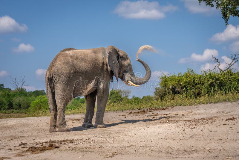 African Elephant Stands Lifting Trunk Throwing Sand Stock Photo - Image ...