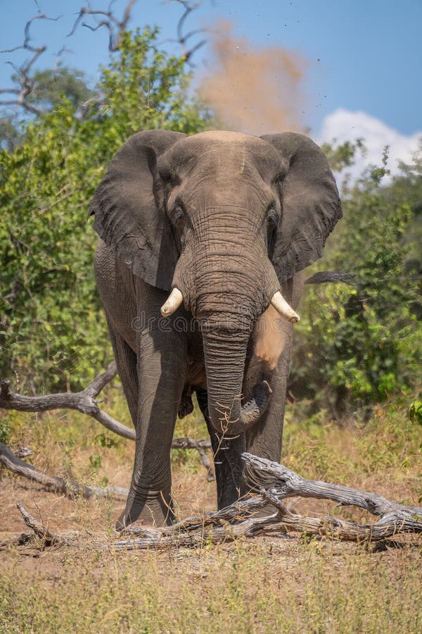 African Elephant Stands by Log Blowing Dust Stock Image - Image of ...