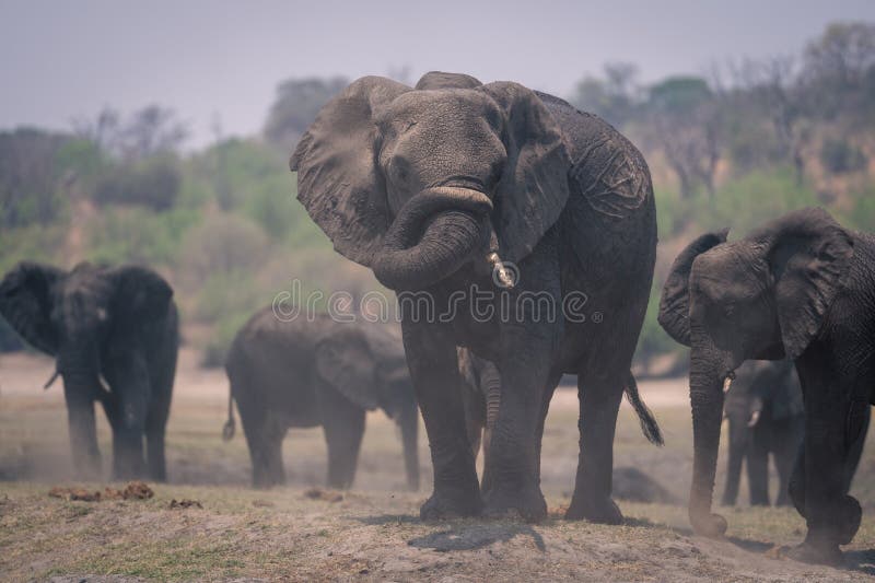 African Elephant Stands among Others Twisting Trunk Stock Photo - Image ...