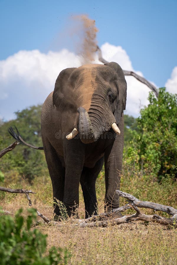 African Elephant Stands Over Log Blowing Earth Stock Image - Image of ...