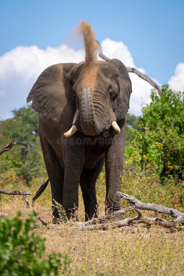 African Elephant Stands Over Log Throwing Sand Stock Photo - Image of ...