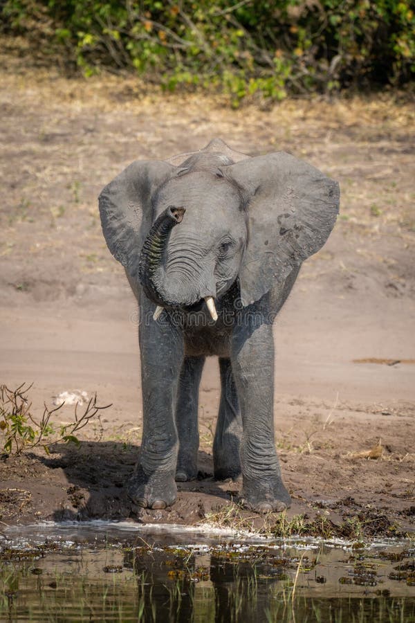 African Elephant Stands by River Lifting Trunk Stock Photo - Image of ...