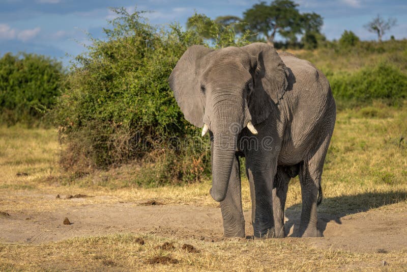 African Elephant Stands in Savannah Watching Camera Stock Photo - Image ...