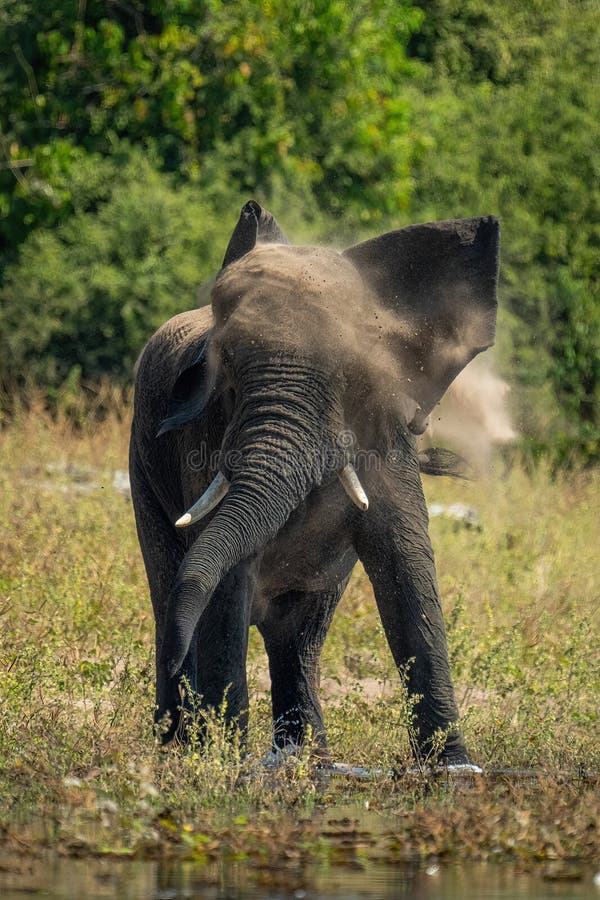 African Elephant Stands Shaking Head on Riverbank Stock Photo - Image ...