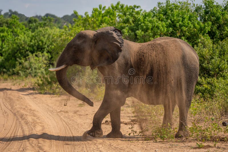 African Elephant Stands Shaking Soil Off Back Stock Image - Image of ...