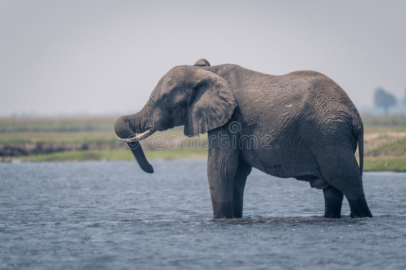 African Elephant Stands in Shallows Twisting Trunk Stock Photo - Image ...
