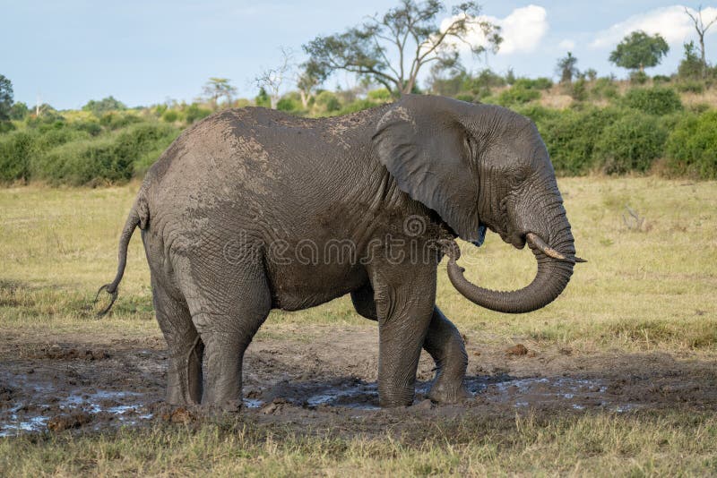 African Elephant Stands Splashing Mud Over Flank Stock Photo - Image of ...