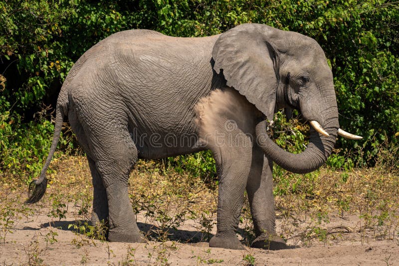 African Elephant Stands Spraying Sand Over Flank Stock Image - Image of ...