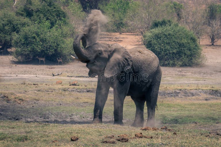 African Elephant Stands Throwing Dust Over Head Stock Image - Image of ...