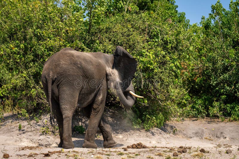 African Elephant Stands Tossing Sand Over Neck Stock Photo - Image of ...