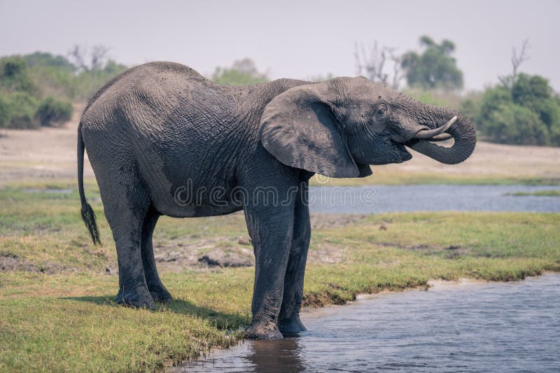 African Elephant Stands with Trunk To Mouth Stock Photo - Image of ...