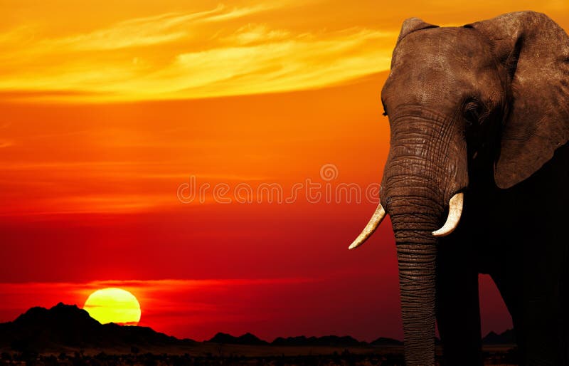 African elephant at sunset stock photo. Image of night - 16806246