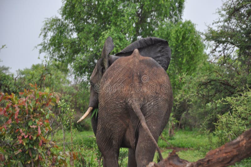 African Elephant Tail and Rear Backside Stock Photo - Image of wildlife ...