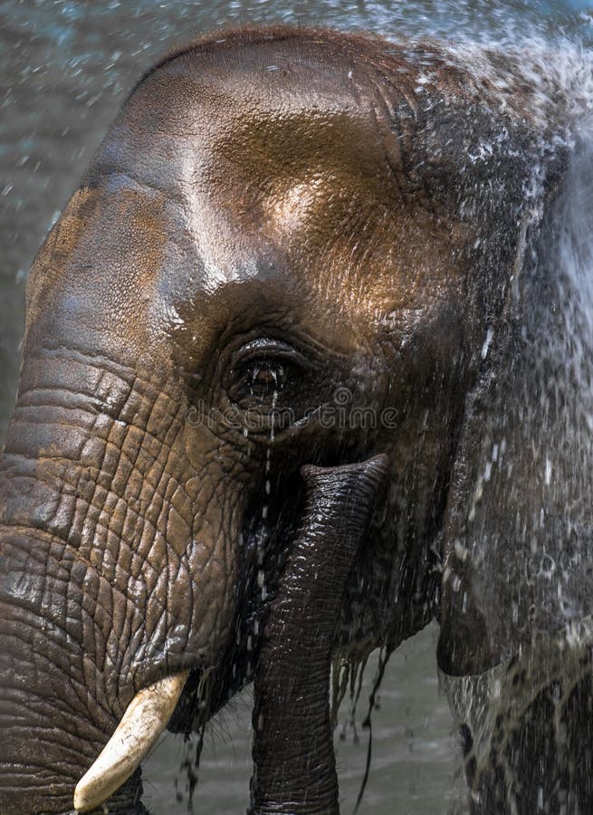 184 Elephant Taking Shower Stock Photos - Free & Royalty-Free Stock ...