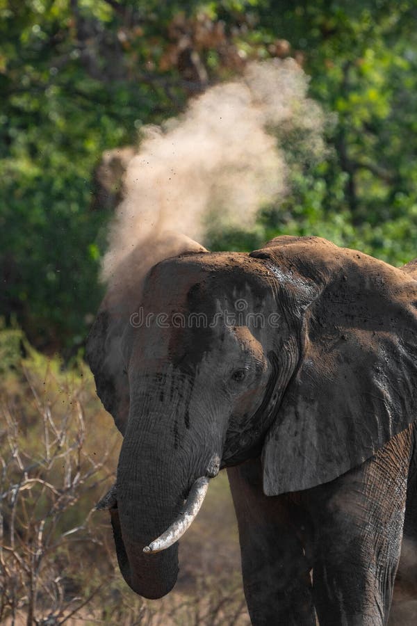 African Elephant Throwing Dust Over Its Head, Golden Light. Stock Image ...