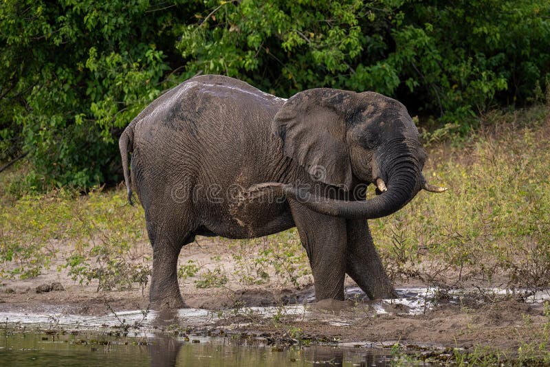 African Elephant Throwing Muddy Water Over Flank Stock Photo - Image of ...