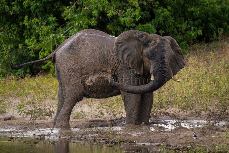 African Elephant Throwing Muddy Water Over Side Stock Image - Image of ...