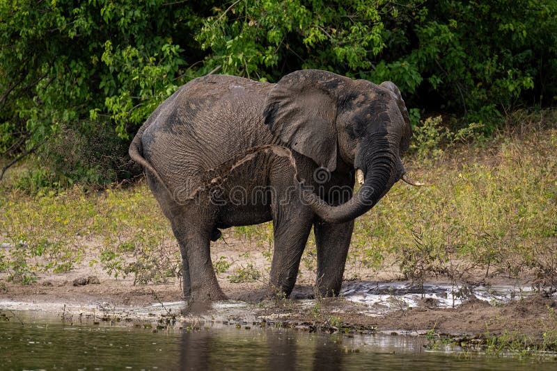 African Elephant Throws Muddy Water Over Flank Stock Image - Image of ...