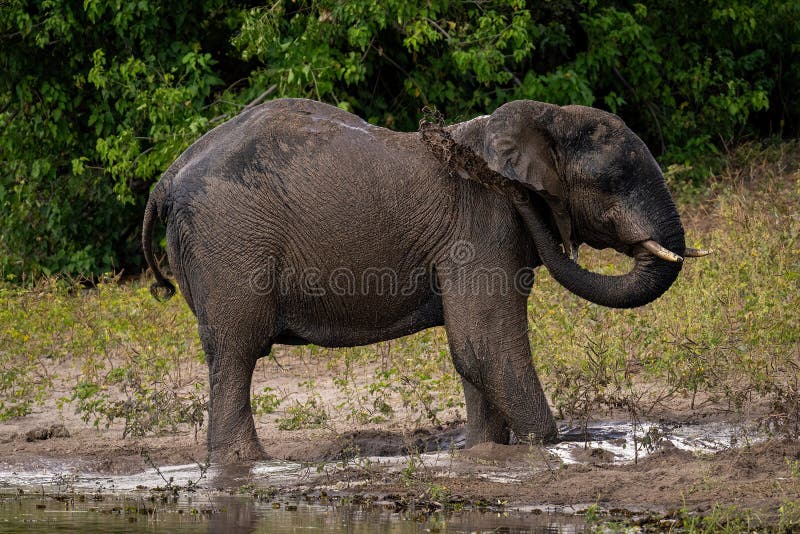 African Elephant Throws Muddy Water Over Neck Stock Image - Image of ...