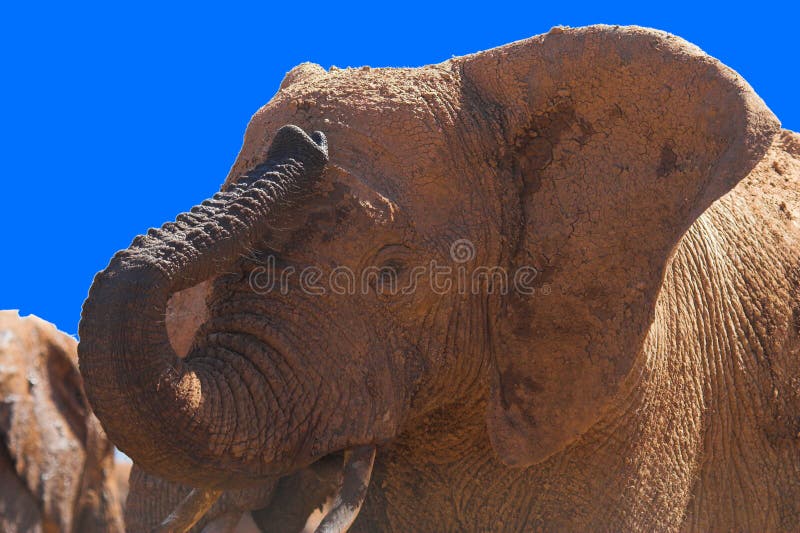 African Elephant Trumpeting Stock Photo - Image of nature, trunks: 581110