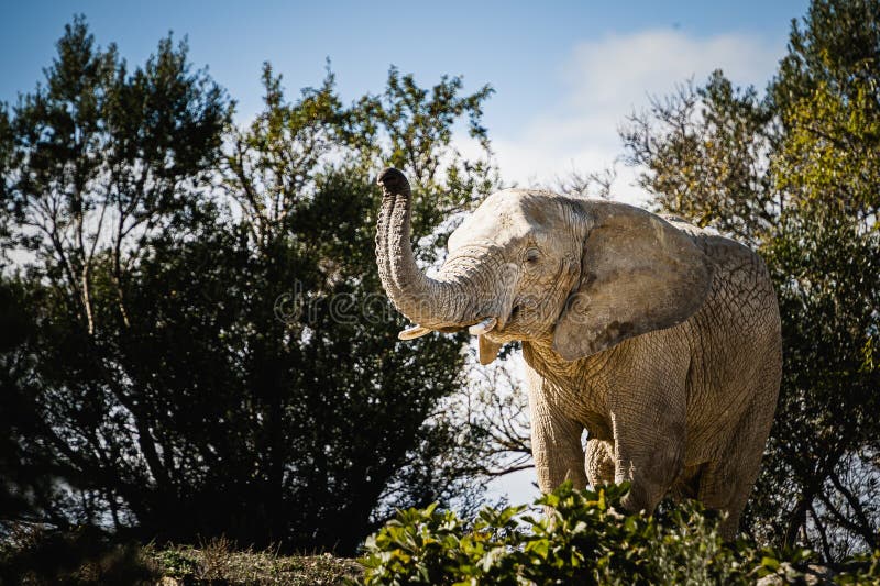 African Elephant with Trunk Raised Stock Image - Image of nature, tusk ...